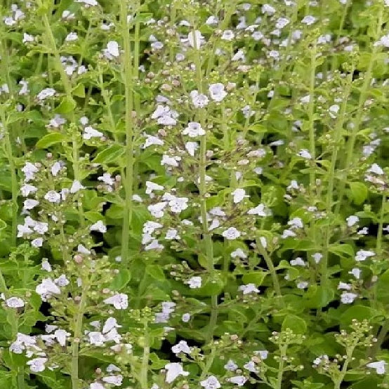 Calamintha nepeta organic seeds Lesser catmint for food or tea – Sow ...