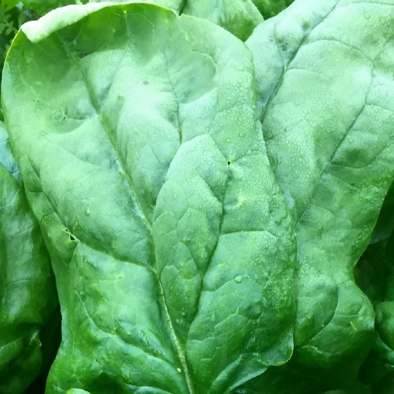 Winter giant spinach seeds open-pollinated Ireland great for winter ...
