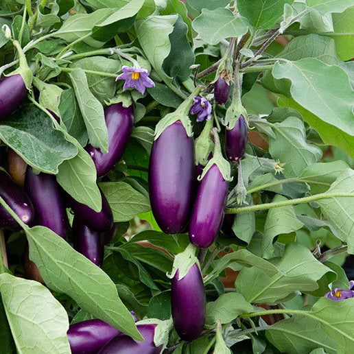 Aubergine A grappoli Sott'olio heirloom seeds good for preserves – Sow ...