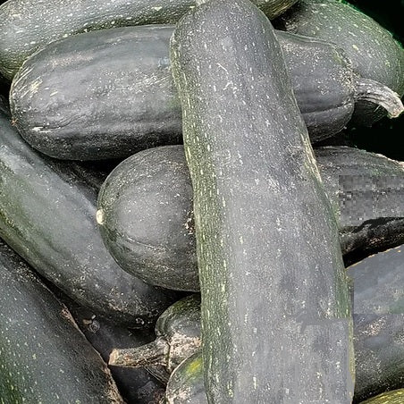 Dostal Cucumber Squash seeds heirloom great in winter or summer – Sow ...