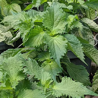 Green Japanese Ohba Shiso heirloom seeds rare and refreshing – Sow Diverse