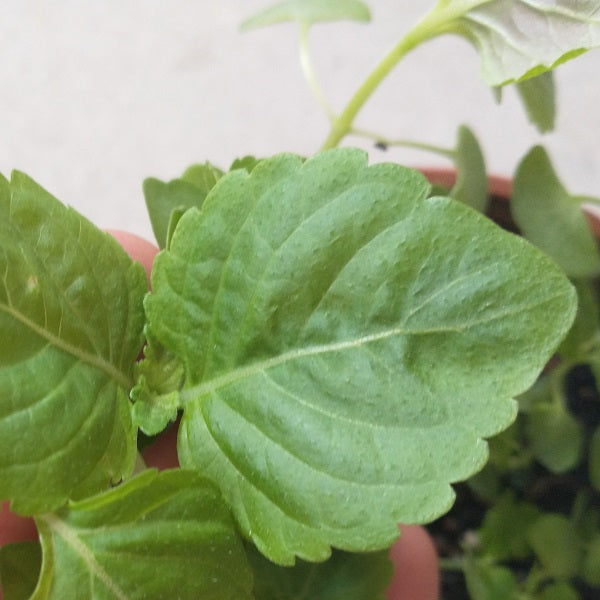 Korean Shiso seeds rare tasty large leaves perilla Ireland – Sow Diverse