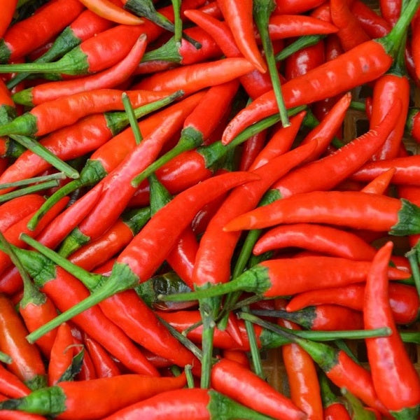 Rawit Chilli Pepper heirloom seeds Ireland tasty and spicy Irish grown ...