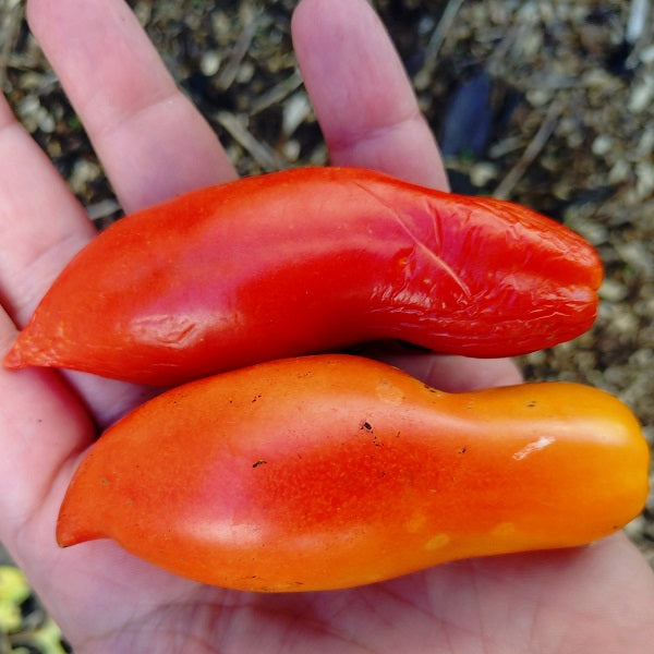 Royal Finger tomato heirloom seeds rare sweet elongated – Sow Diverse CLG