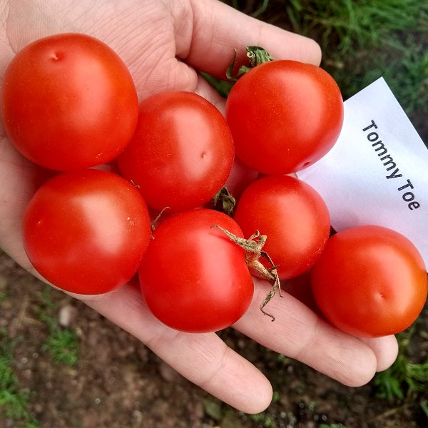 Tommy Toe Tomato Heirloom Seeds from 1900s, tasty and juicy – Sow Diverse