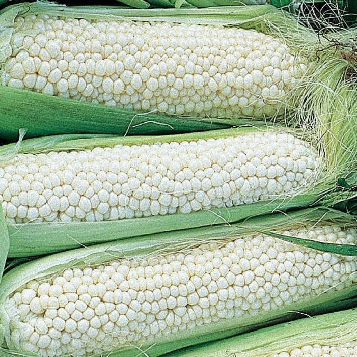 Country Gentleman Sweet Corn seeds Organic Heirloom Ireland – Sow Diverse