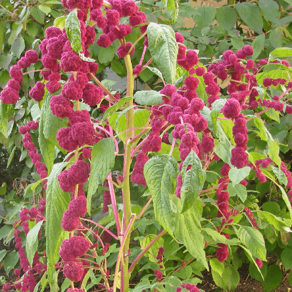 Dreadlock amaranth heirloom seeds organic open-pollinated rare ireland ...