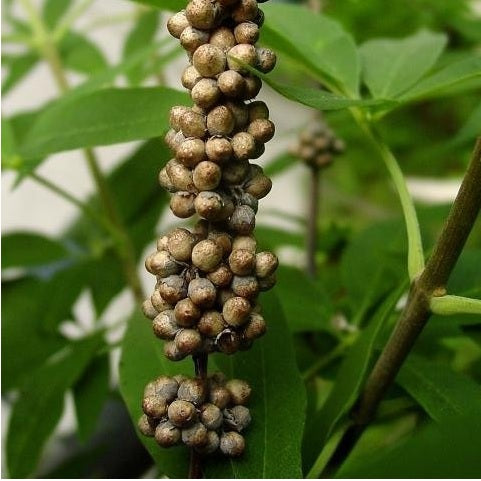 Monks pepper chasteberry tree seeds ireland – Sow Diverse