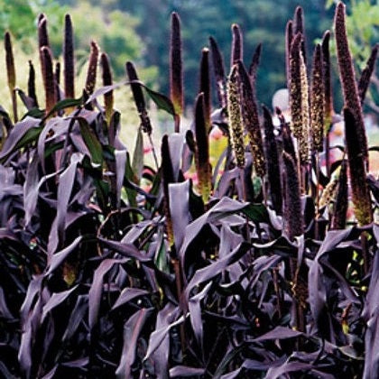 Purple Majesty Millet organic seeds rare seeds open-pollinated ireland ...