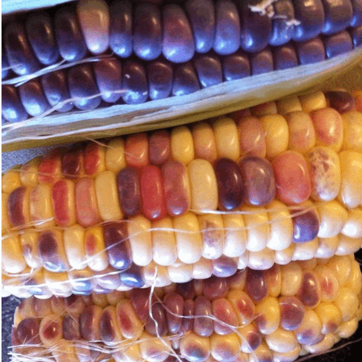 Inca Rainbow sweet corn heirloom seeds organic open-pollinated ireland ...