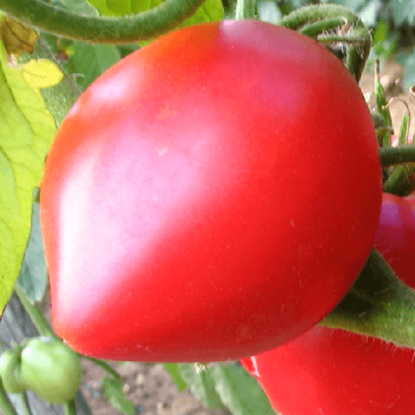 Anna Russian Tomato heirloom seeds organic open-pollinated ireland ...