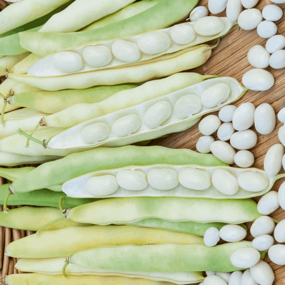 Early Dwarf Coco Blanc beans seeds organic heirloom seeds ireland – Sow ...