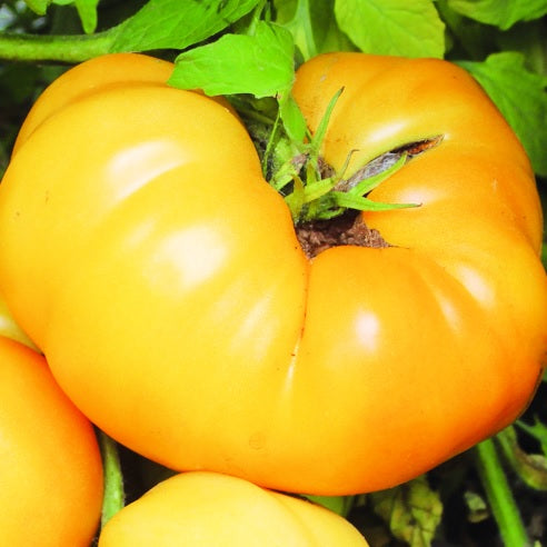 Dr. Wyche's Yellow Tomato heirloom seeds rare ireland – Sow Diverse