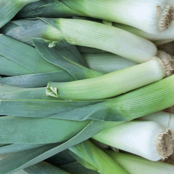 Large Summer Leek seeds organic open-pollinated ireland – Sow Diverse