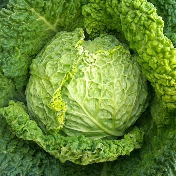 Savoy Cabbage Pasqualino Heirloom Seeds Organic ireland – Sow Diverse