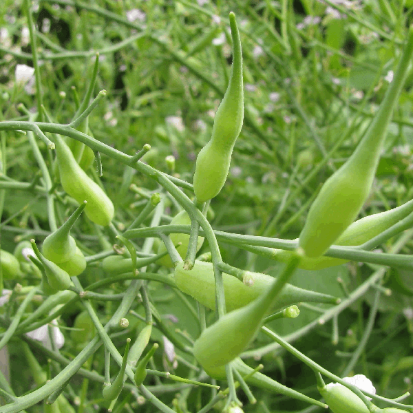 Rat-Tail Radish heirloom rare seeds open-pollinated ireland – Sow Diverse