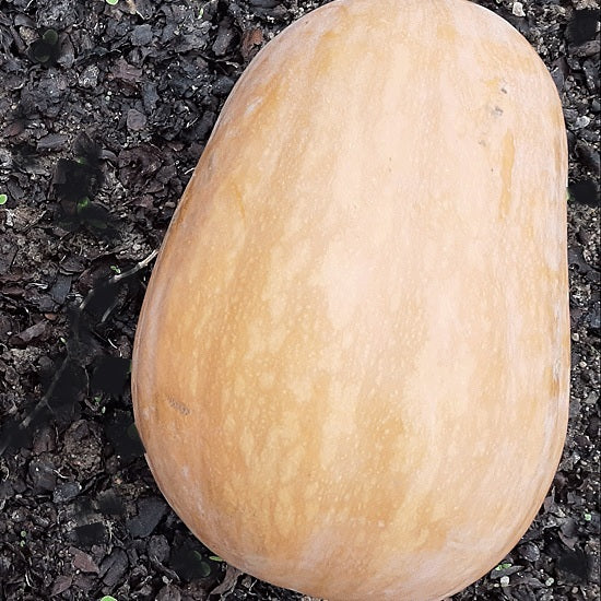 Sucrine du Berry Musk Squash Heirloom seeds Ireland organic sweet ...