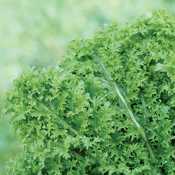 Wasabina Mustard japanese greens rare seeds open-pollinated ireland ...