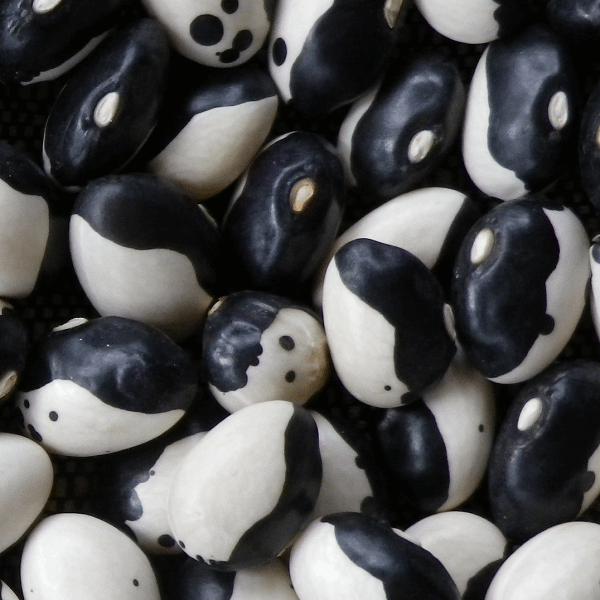 Yin Yang Bean seeds organic seeds rare open-pollinated ireland – Sow ...